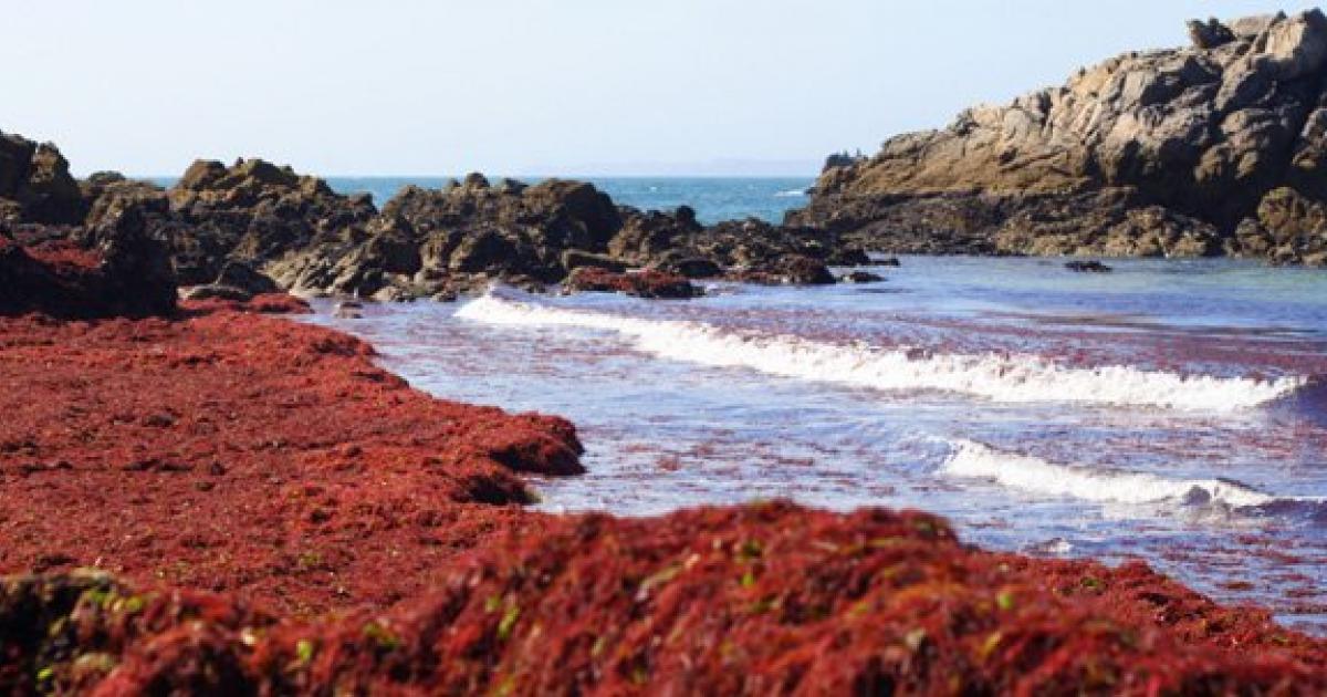Algues rouges sur la côte ouest: c’est gros et chaud | Agence Science ...