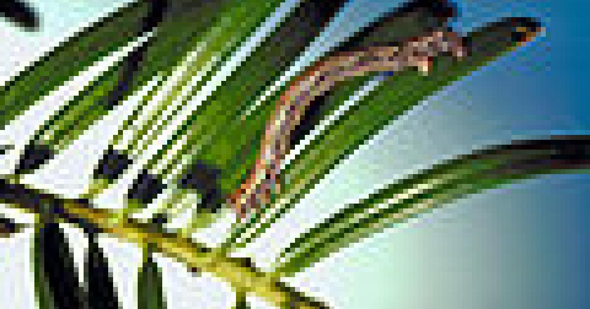 Réglée comme une horloge : l'éclosion des œufs de l'arpenteuse de la ...