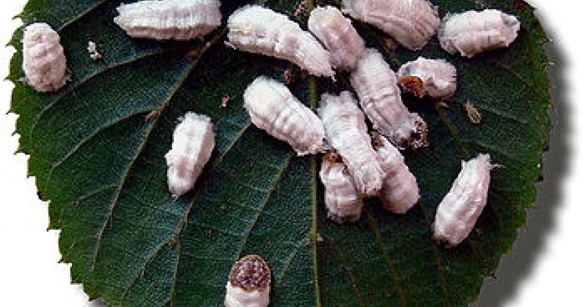 Le rouge cochenille - un colorant « naturel » | Agence Science-Presse