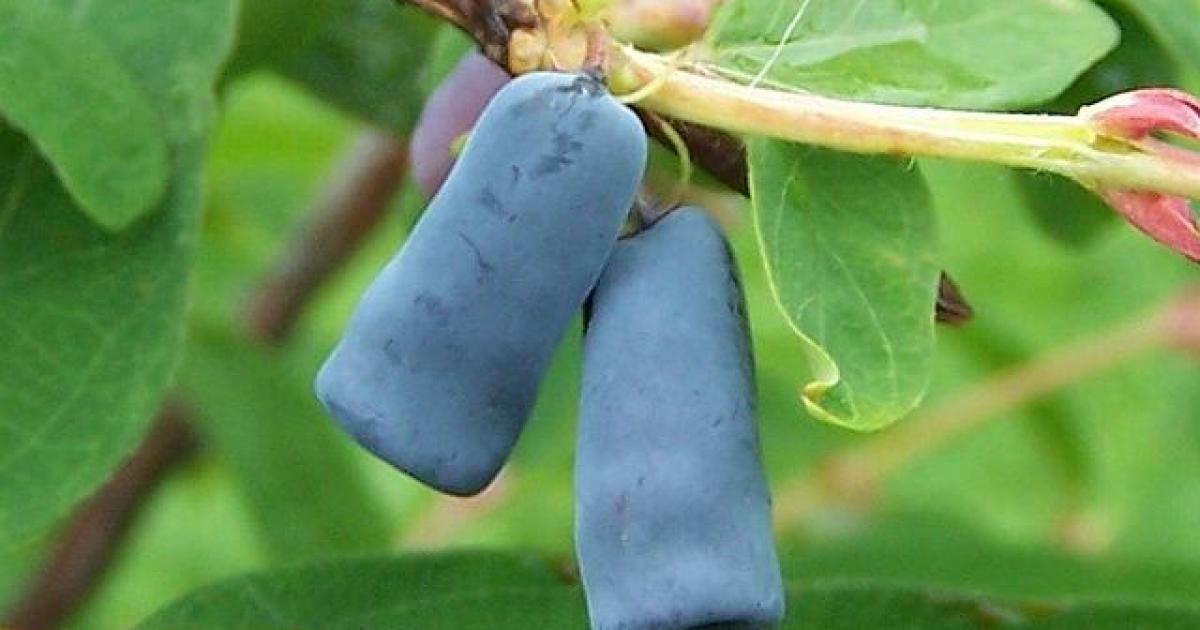 La camerise, un petit fruit méconnu | Agence Science-Presse