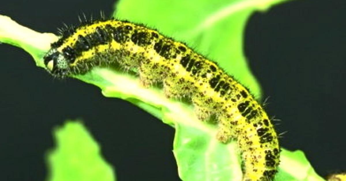 Ne pas vomir chez les amis | Agence Science-Presse