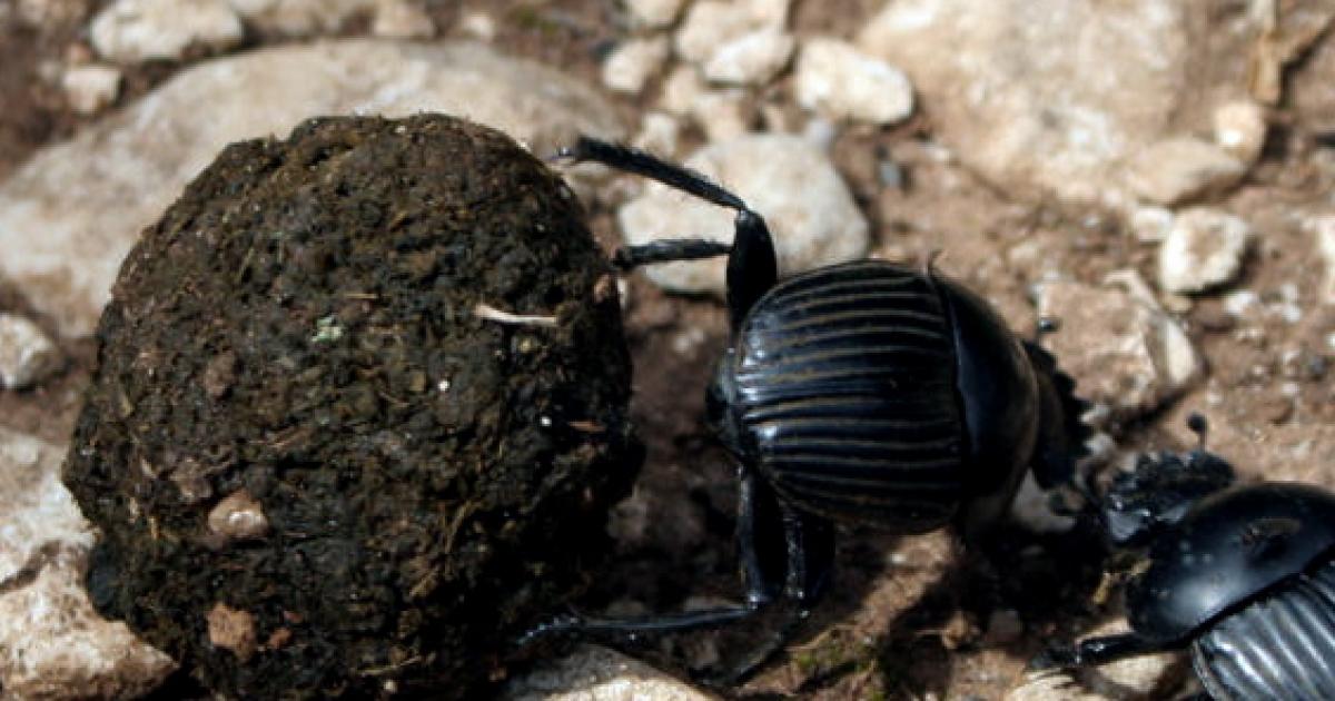 Le plus fort est dans la merde | Agence Science-Presse