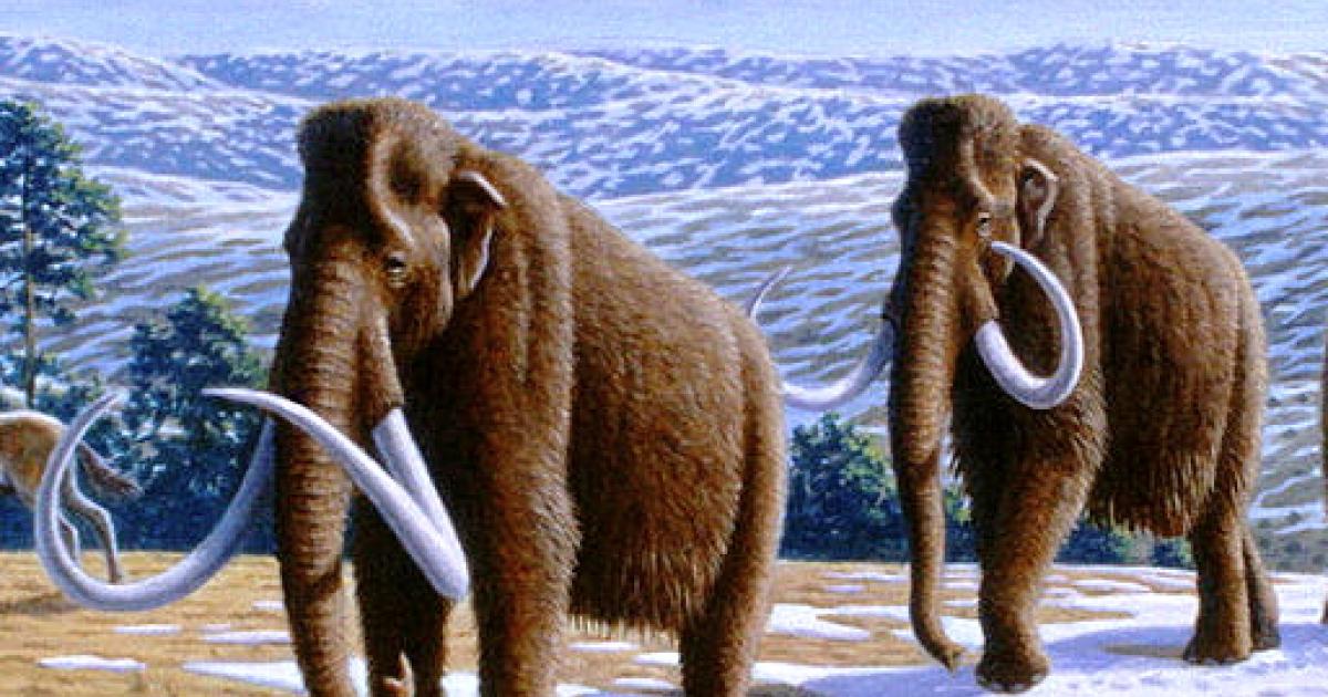 Devrait-on ressusciter le mammouth laineux? | Agence Science-Presse