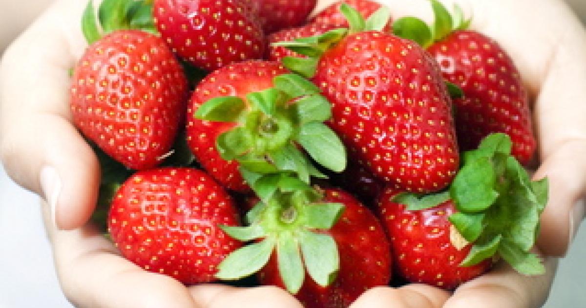 Goûteuses, les fraises du futur? | Agence Science-Presse