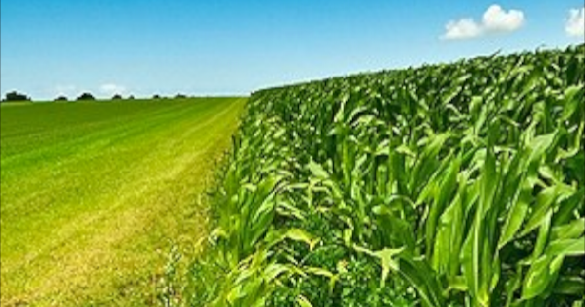 Éthanol : la génération verte | Agence Science-Presse