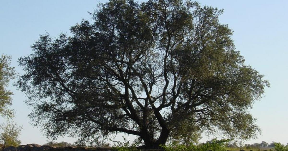 Les chênes à travers les siècles | Agence Science-Presse