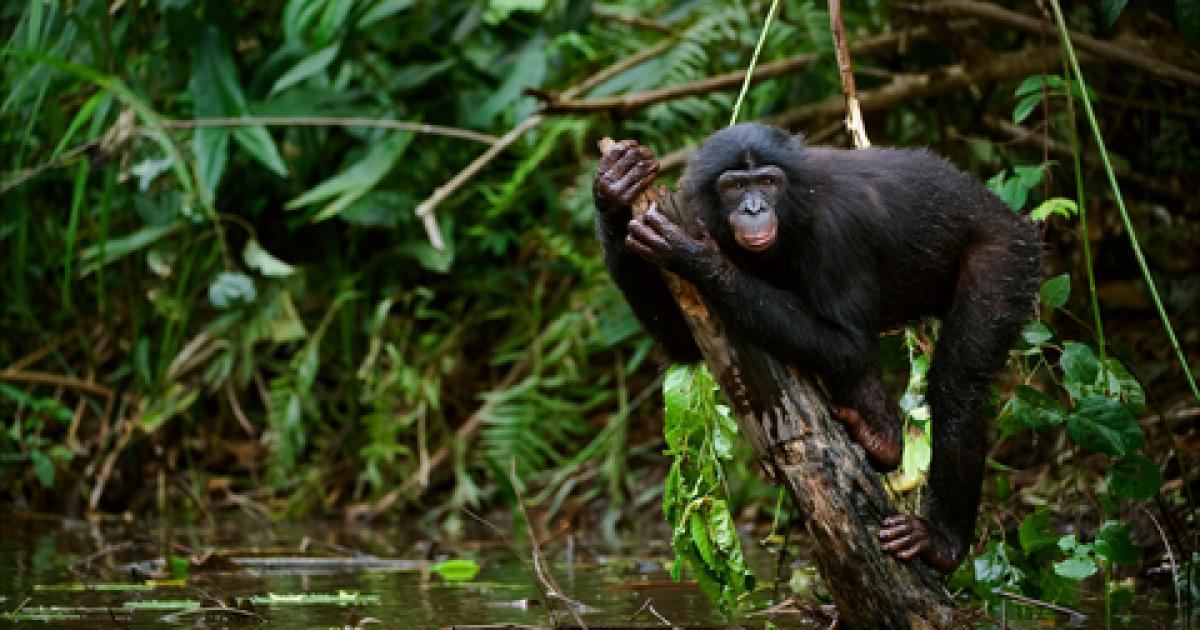 Le singe qui partage ses bananes | Agence Science-Presse
