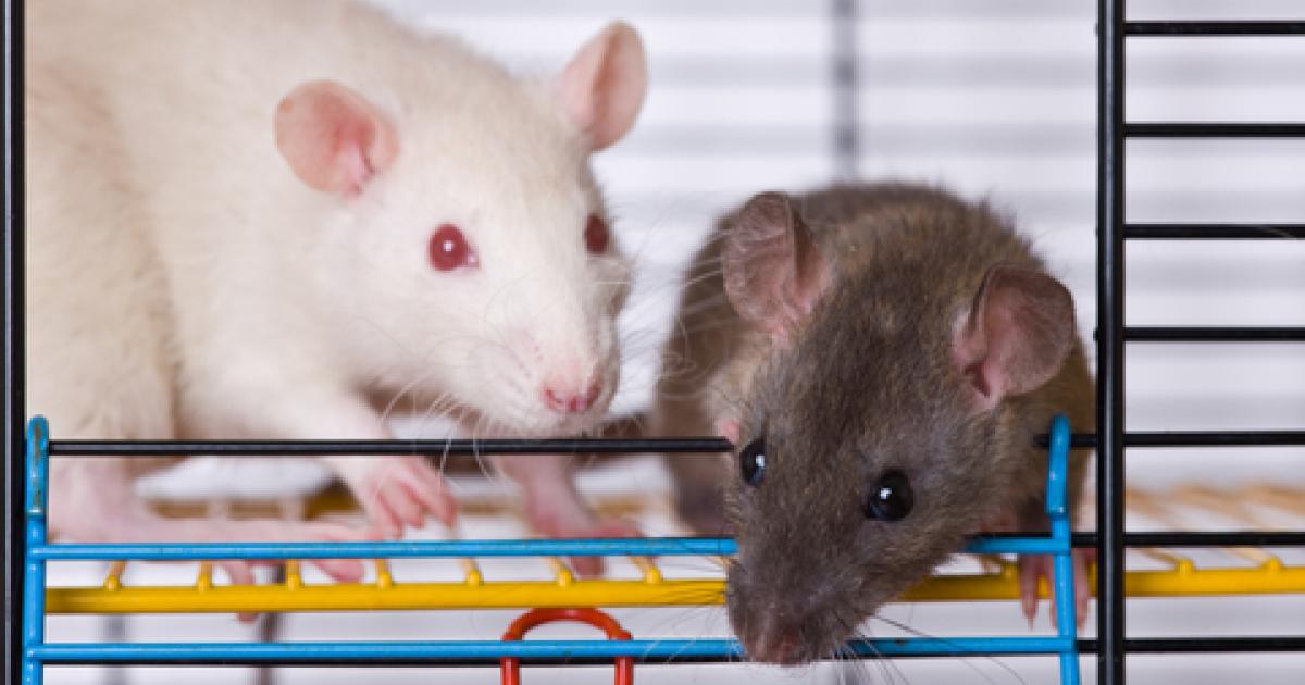La déprime chez les rats | Agence Science-Presse