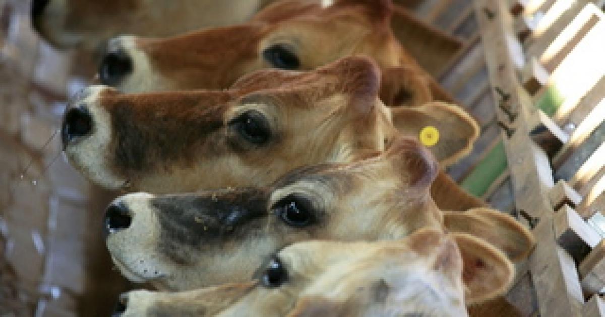 Nourrir les animaux aux OGM, pas de problème! | Agence Science-Presse