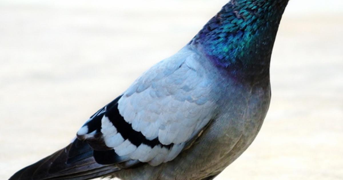 Intelligent comme un pigeon | Agence Science-Presse