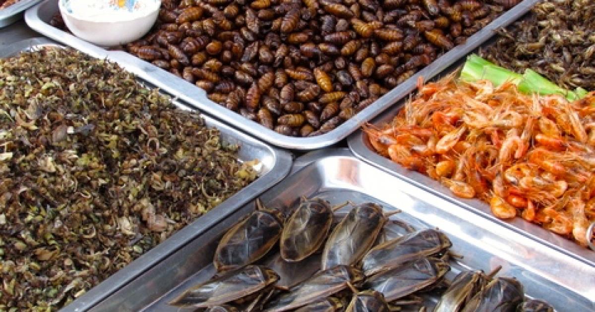 Ils sont bons, mes insectes? | Agence Science-Presse