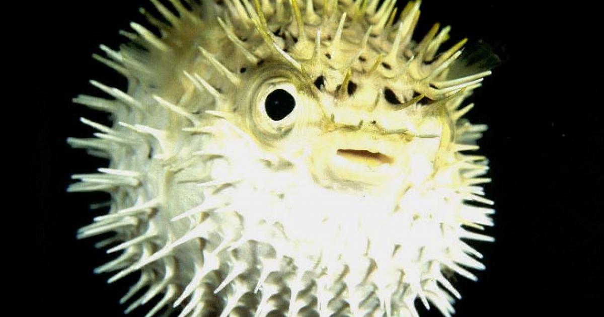 Le fugu, un mets à haut risque | Agence Science-Presse