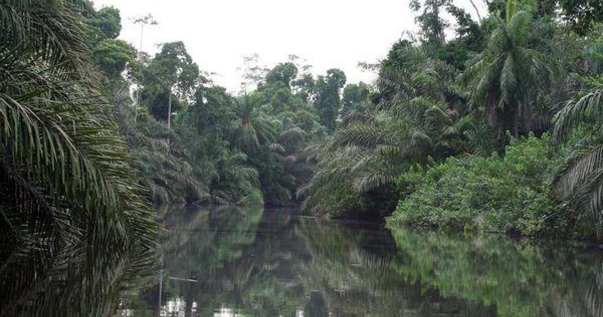 Qui a transformé la forêt en savane en Afrique centrale ? | Agence ...