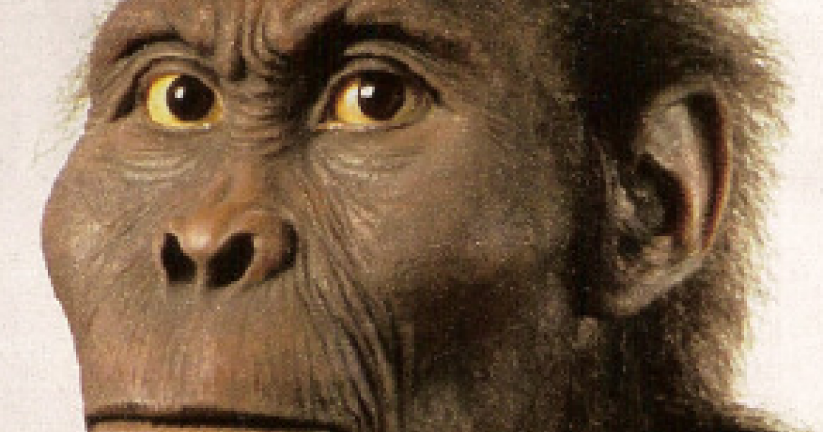 L'histoire alimentaire des hominidés inscrite dans leurs dents | Agence ...