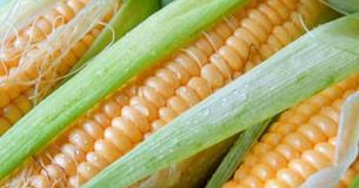 OGM: France vs Canada | Agence Science-Presse