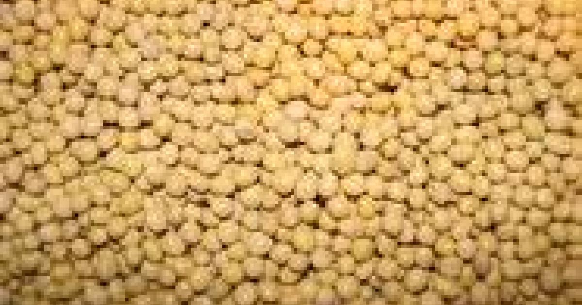 Bientôt du soja OGM aux oméga-3? | Agence Science-Presse