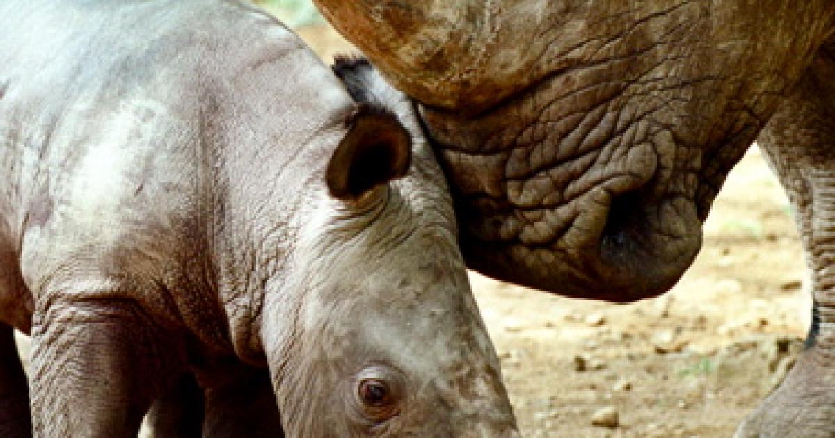 De l’espoir pour le rhinocéros de Java | Agence Science-Presse