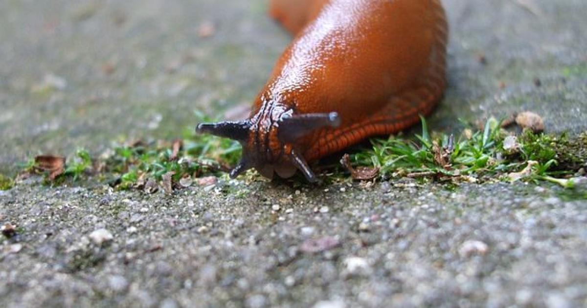La limace qui mange des oiseaux | Agence Science-Presse