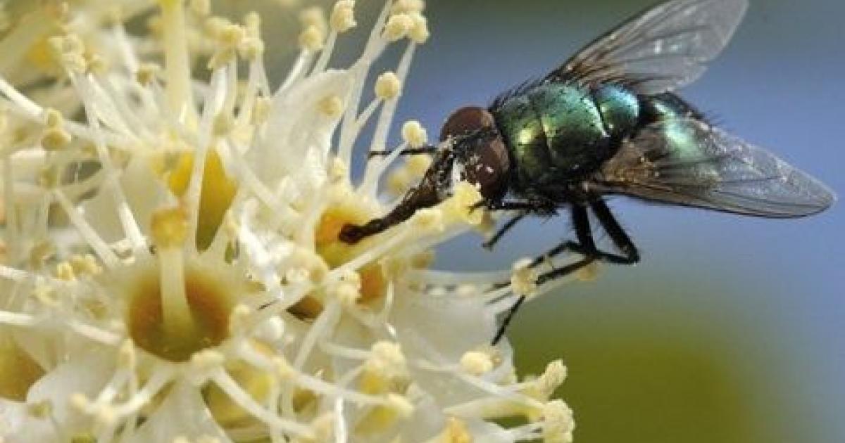 Mini-robots volants, capteurs pour aveugle: des yeux de mouche pour ...