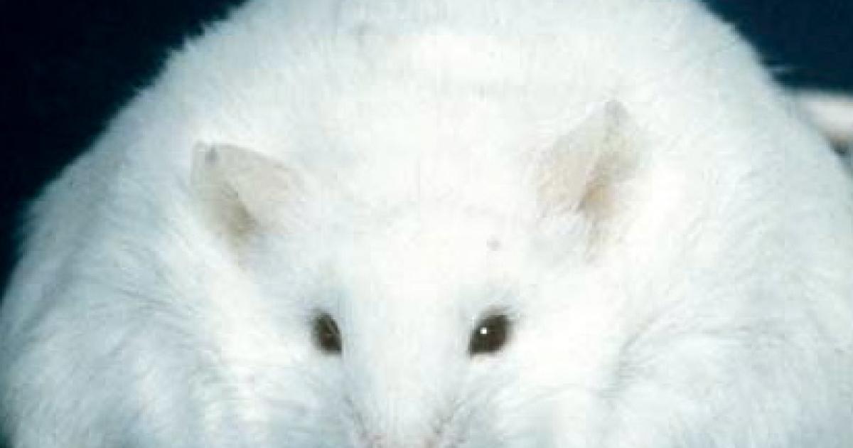 Le rat de laboratoire est obèse | Agence Science-Presse