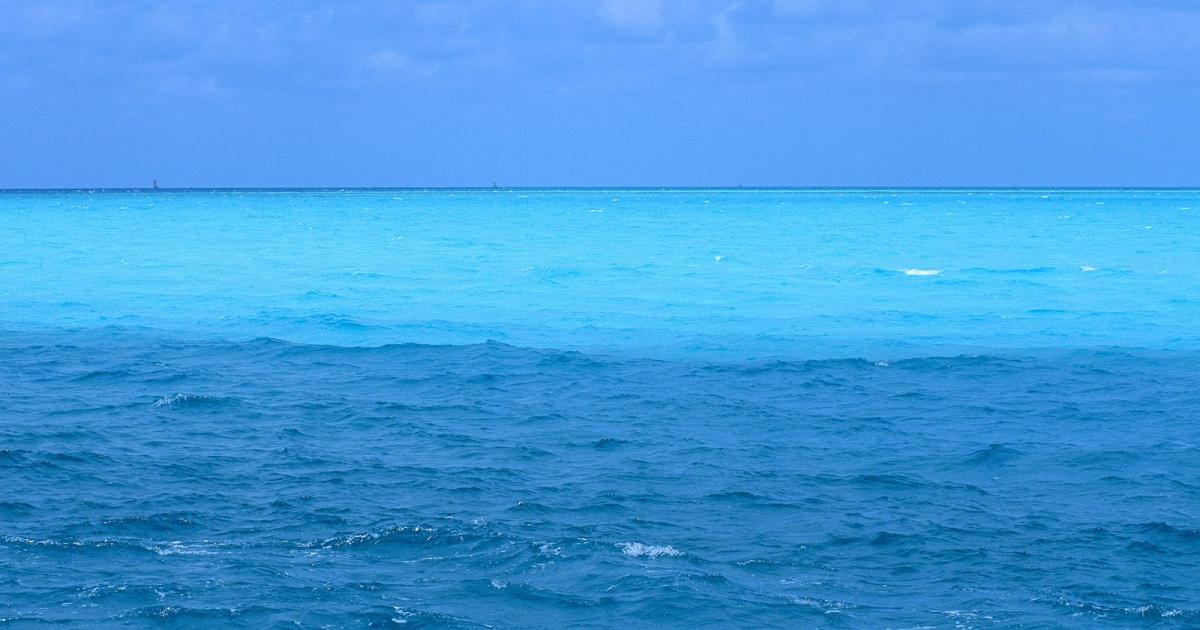 L’alcalinisation des océans a favorisé l’évolution des espèces | Agence ...