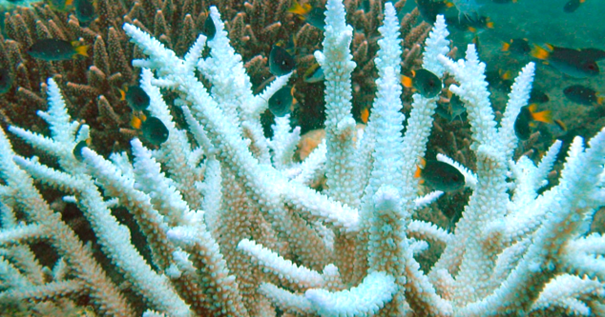 Le récif qui marche | Agence Science-Presse