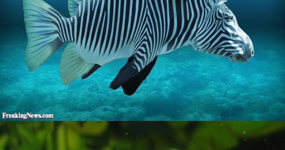 Le poisson-zèbre au secours des maladies génétiques | Agence Science-Presse