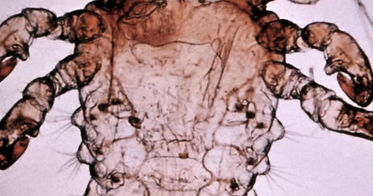 Le morpion en voie de disparition | Agence Science-Presse