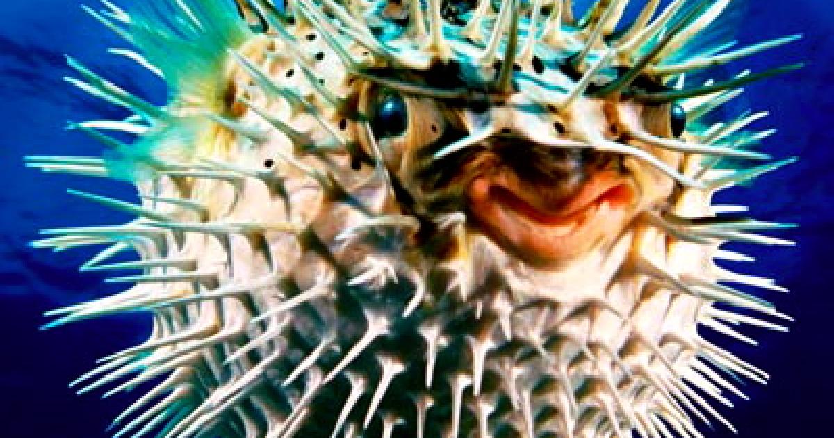 Le fugu traditionnel en danger | Agence Science-Presse