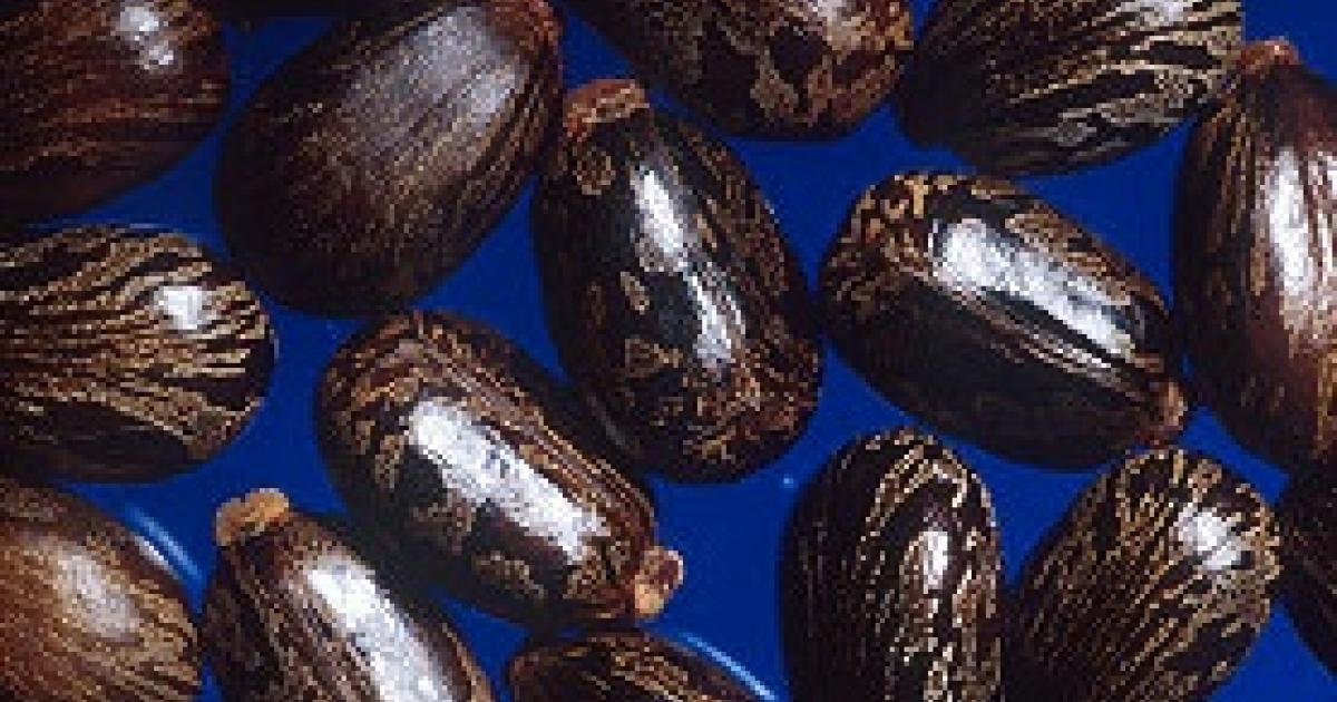 Un peu de peste et de ricine dans votre entrepôt? | Agence Science-Presse