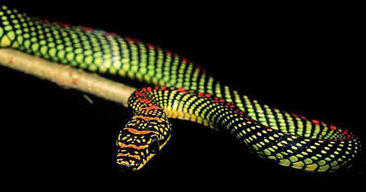 Ces serpents capables de voler | Agence Science-Presse