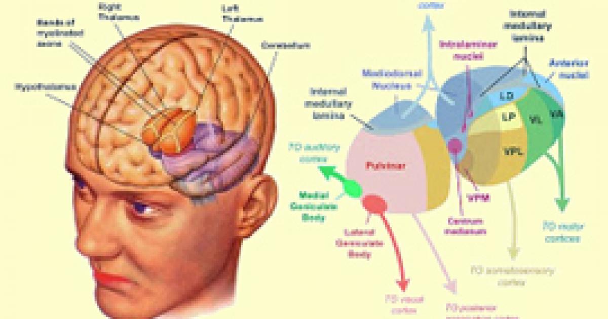 L'attention n'est pas que corticale : le thalamus a son mot à dire ...