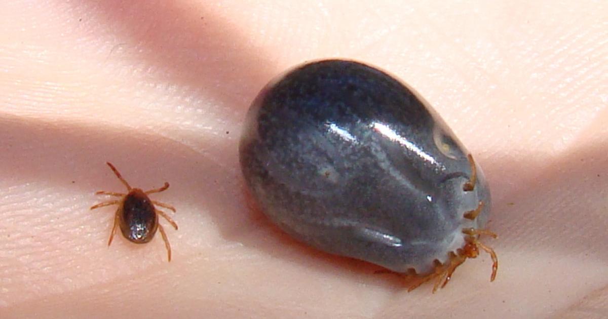 Tiques 101 | Agence Science-Presse